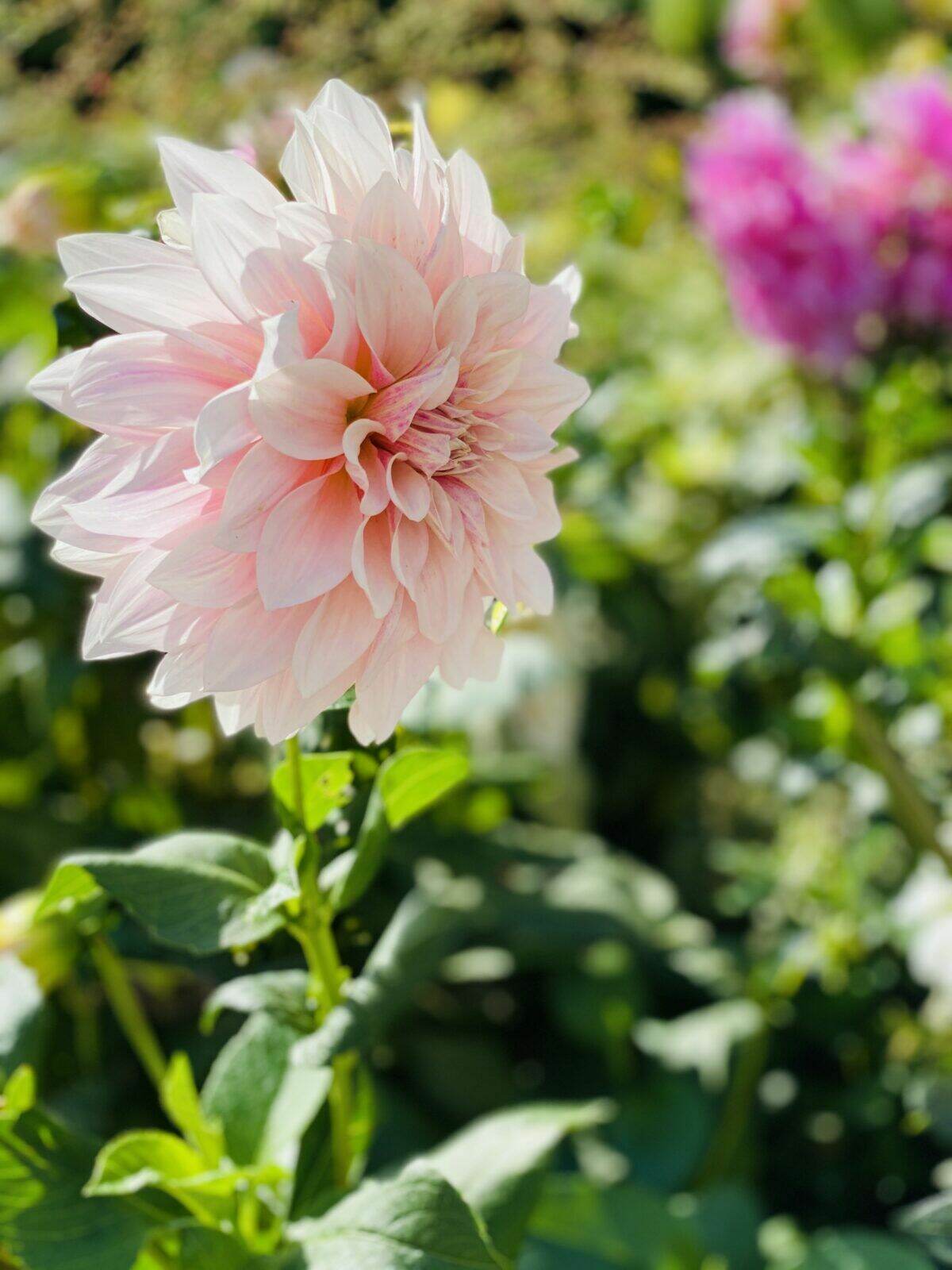 My Favorite Summer Flowers! | Create With Cynthia